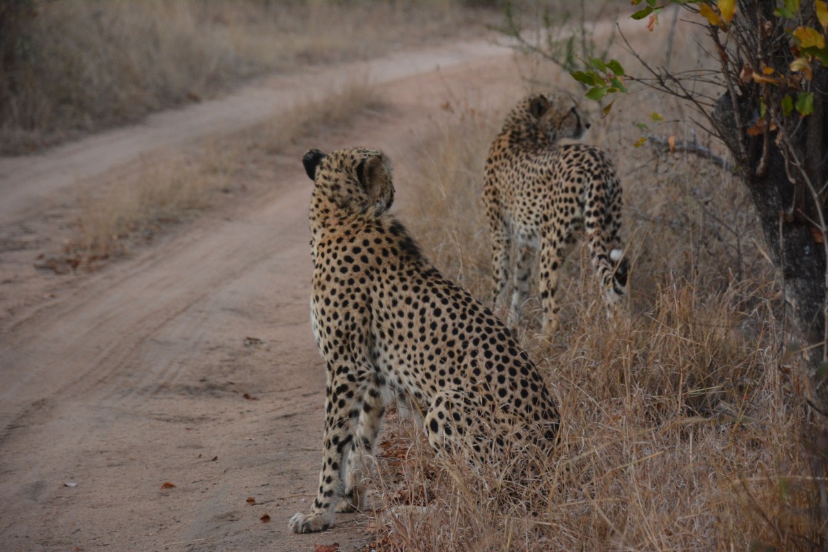 Meet Some New Friends – Kathryn Ransom